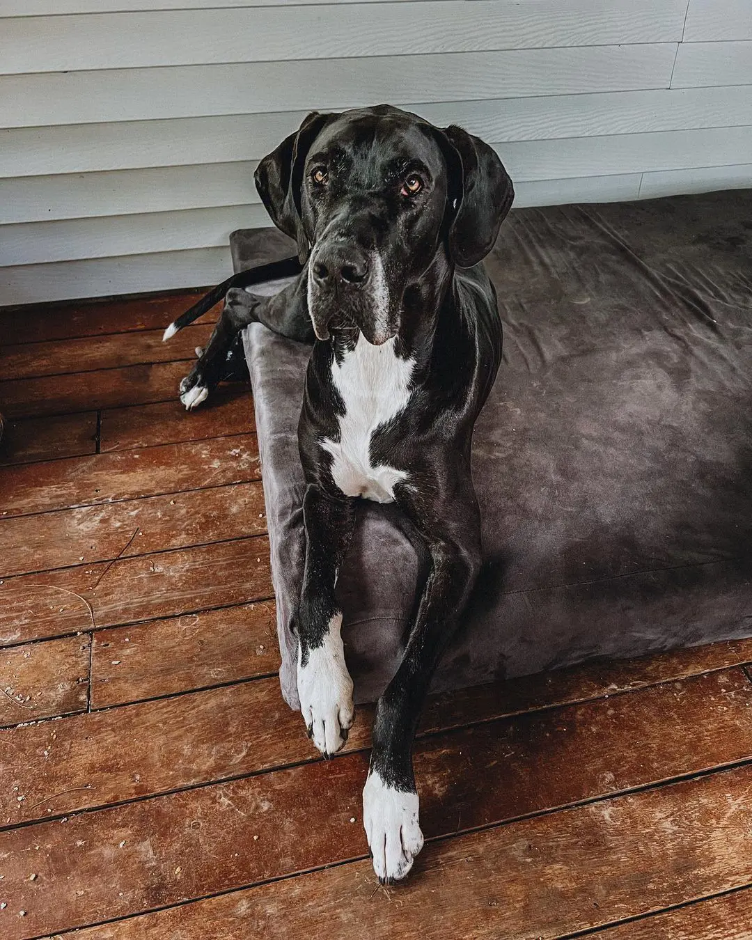 Great Dane Dog Breed Facts And Information
