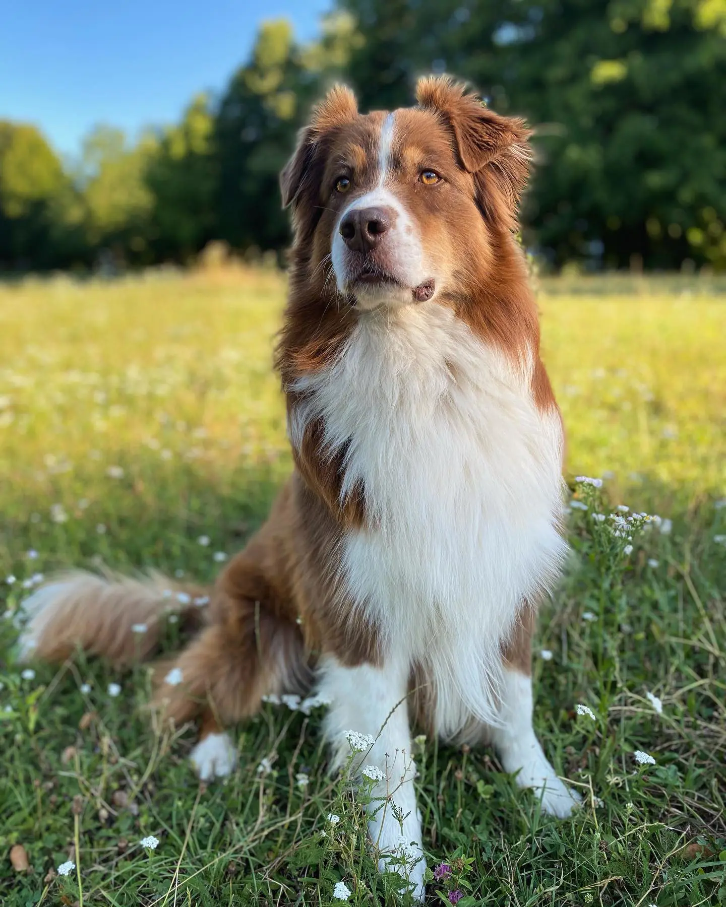 Australian Shepherd Dogs Profile and Temperament