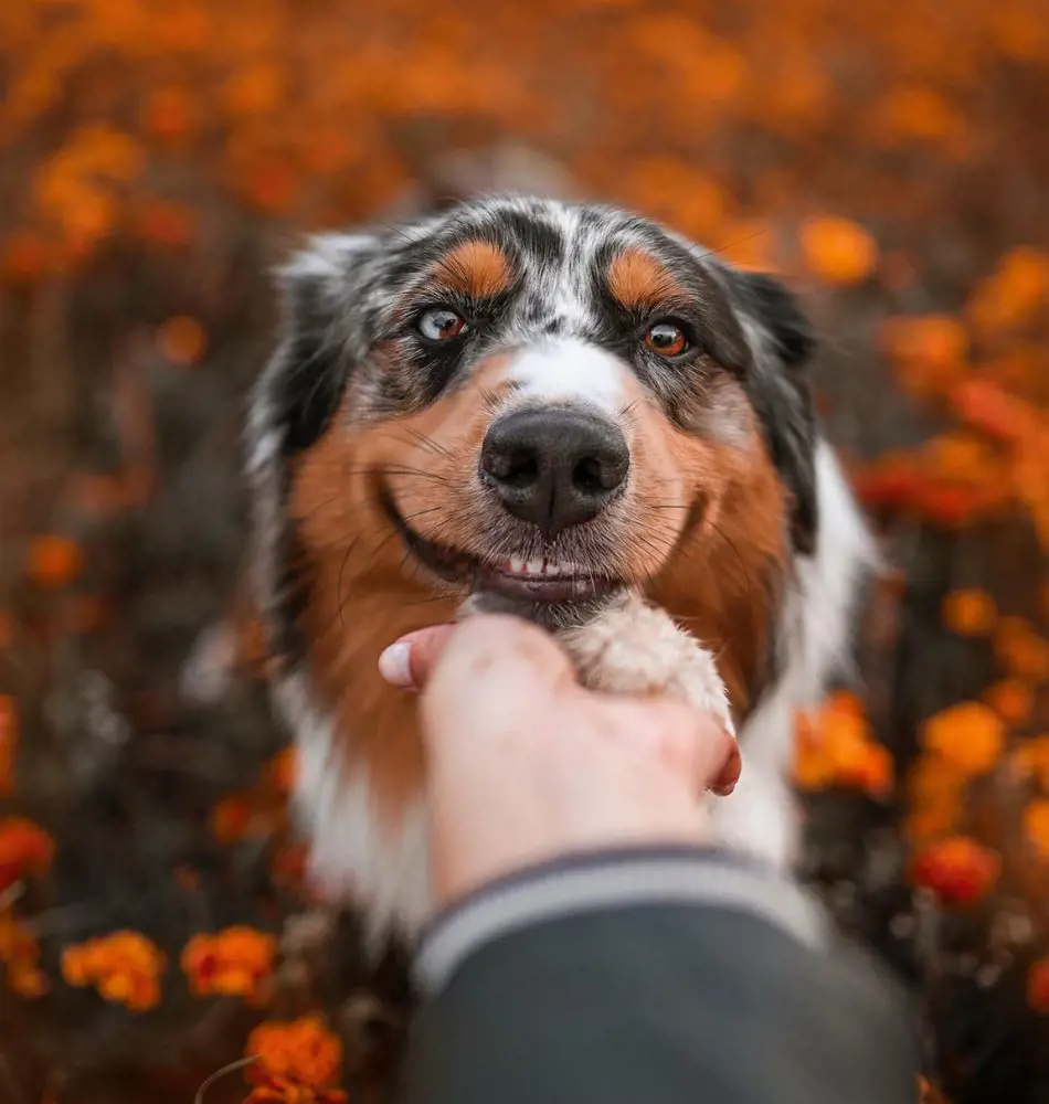 Australian Shepherd Dogs Profile and Temperament