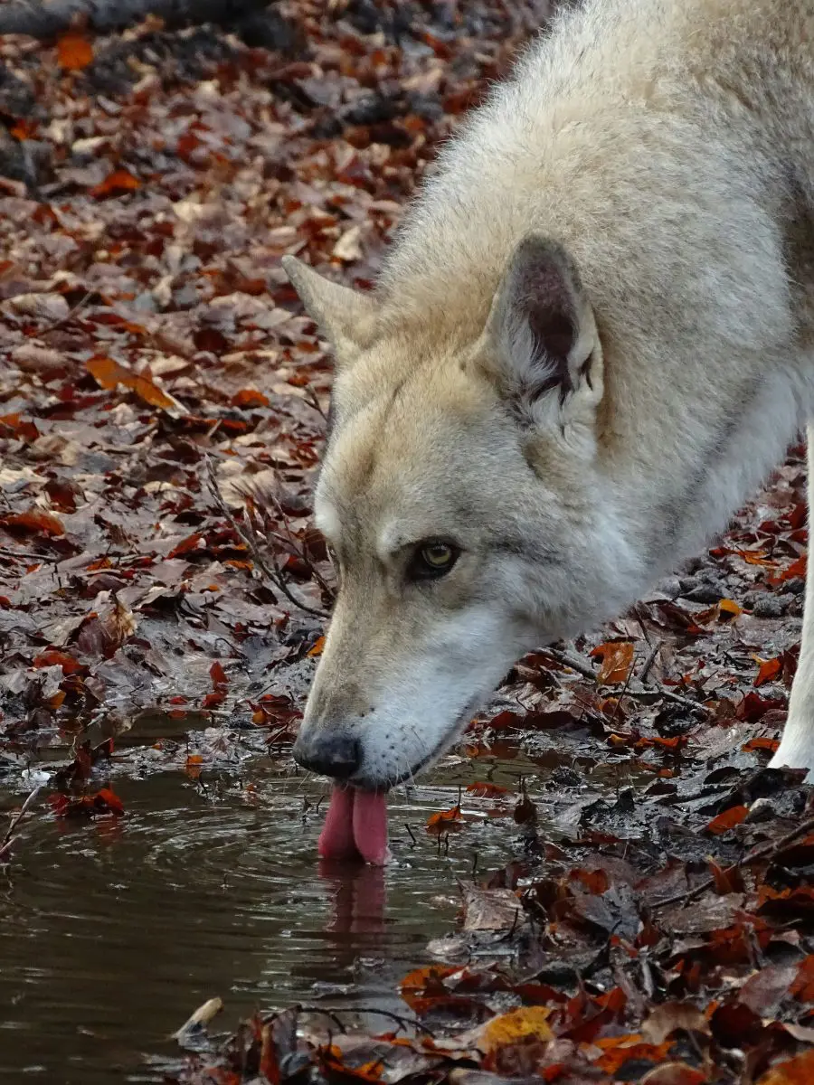 17 Signs Of Dehydration In Dogs