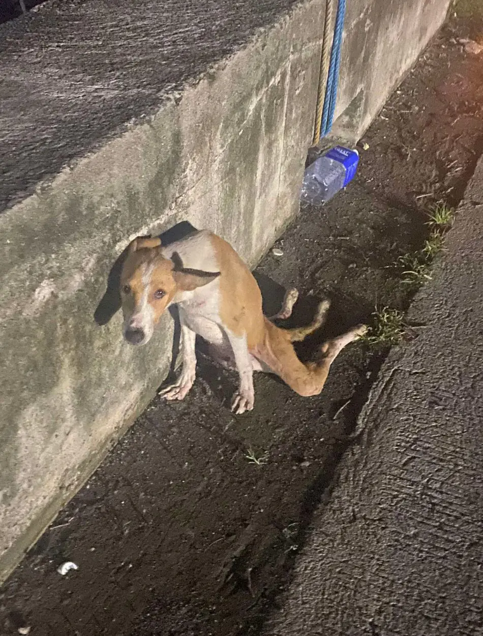 18 Signs Of A Dogs Broken Leg