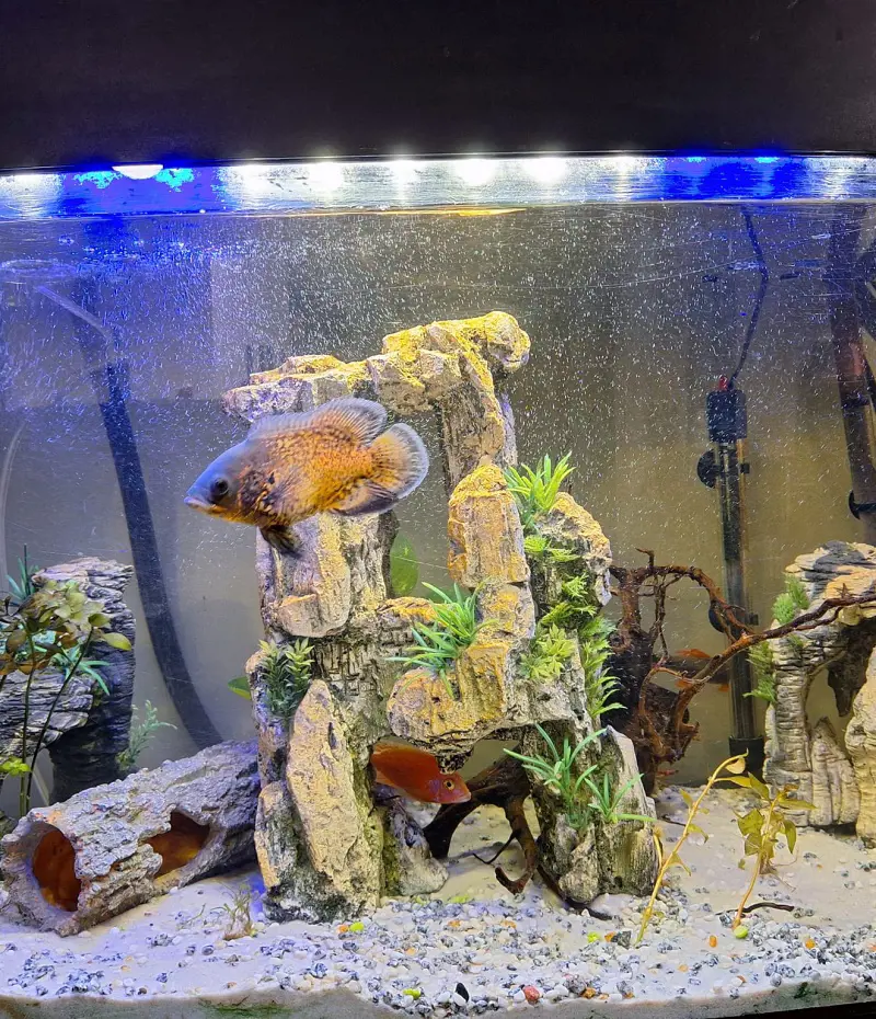 Oscar Fish Profile: Guide To Feeding and Caring