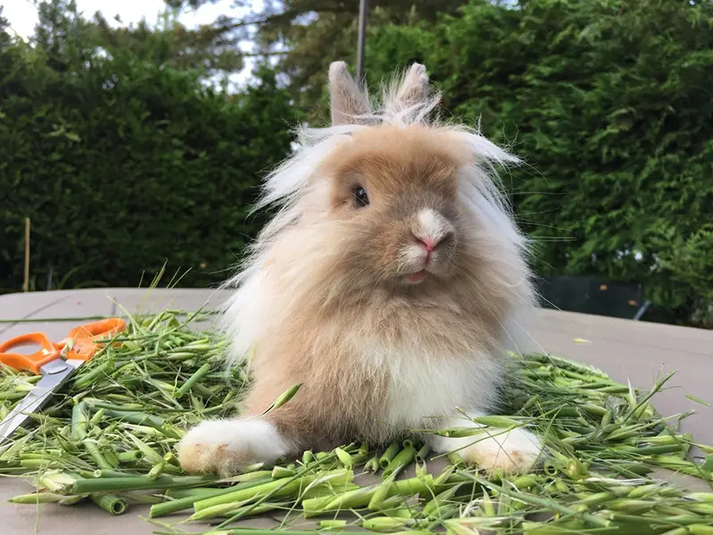How to Properly Care for Your Lionhead Rabbit