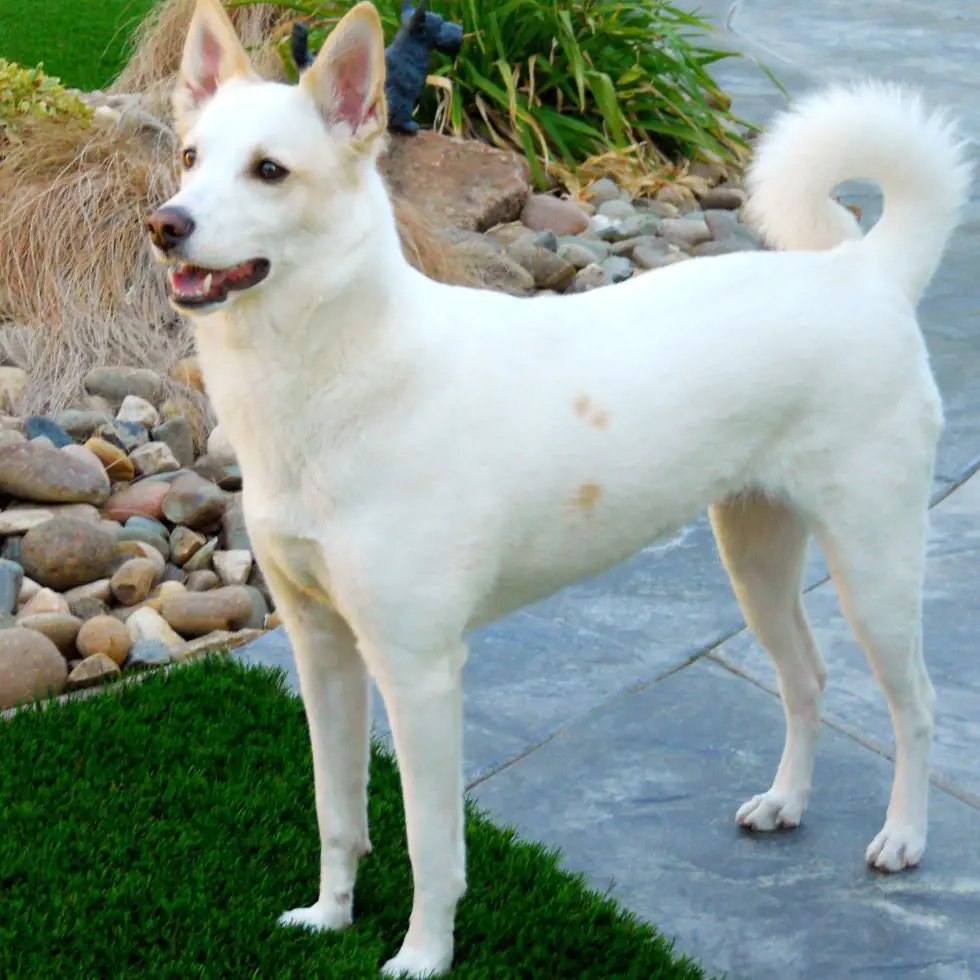 20 Beautiful Dog Breeds With White Coats