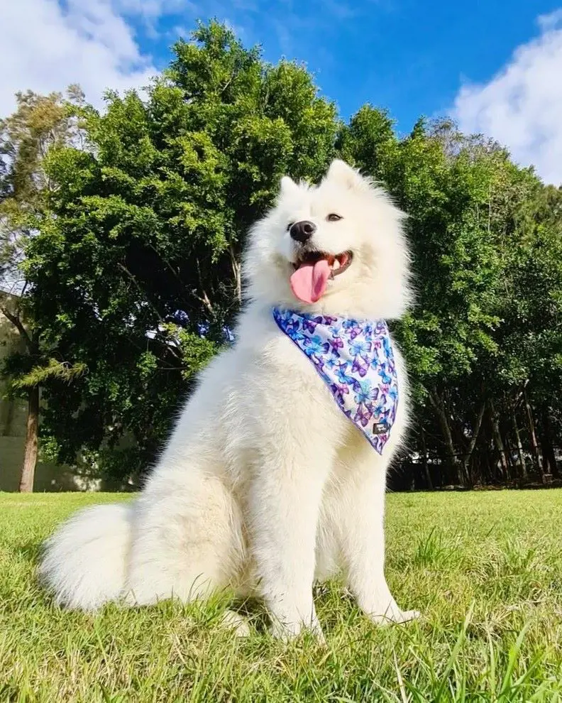 20 Beautiful Dog Breeds With White Coats