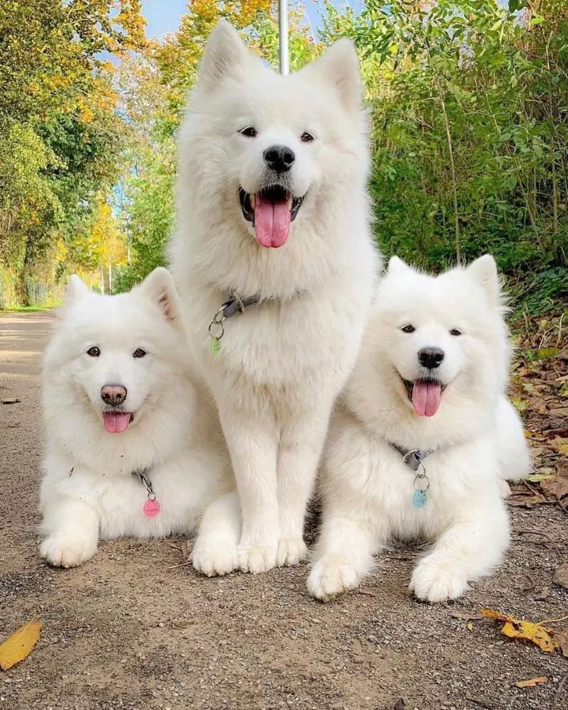 15 Amazing Wolf Dog Breeds As A Pet