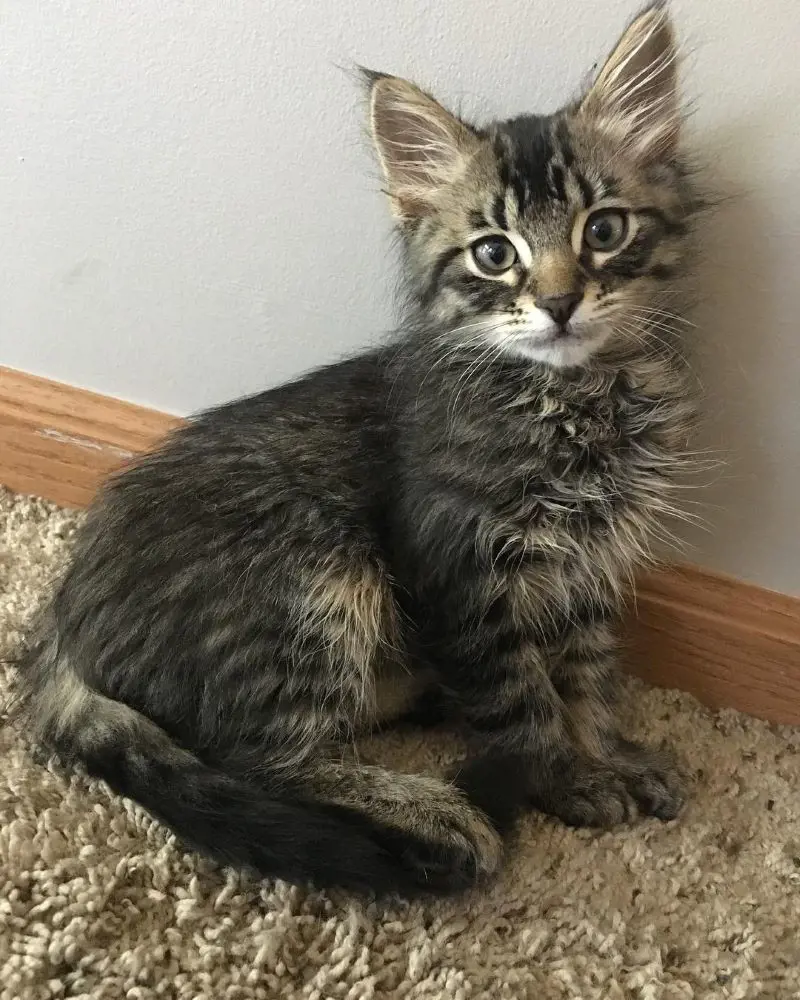 Norwegian Forest Cat: Breed Profile Facts And Personality