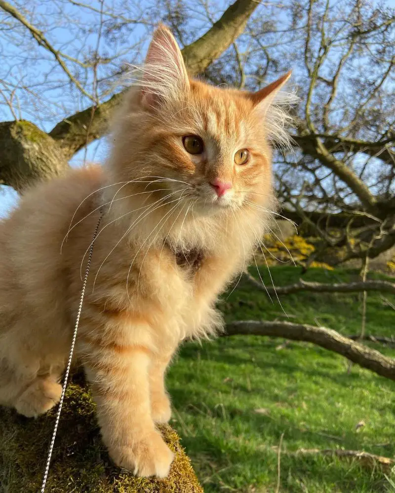 Norwegian Forest Cat: Breed Profile Facts And Personality