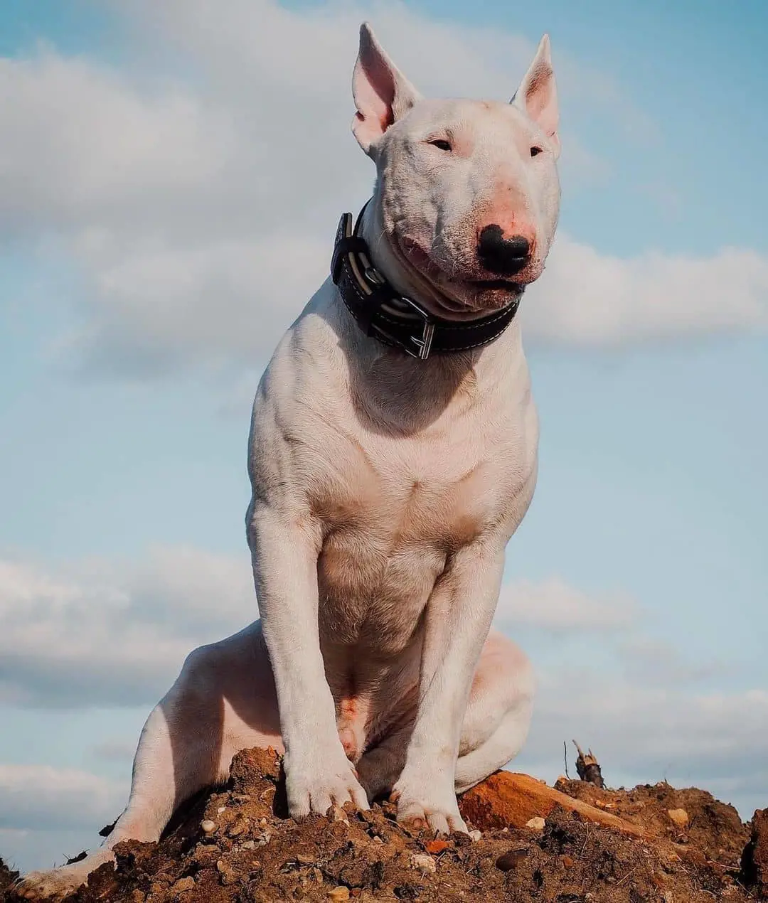 15 Most Aggressive Dog Breeds