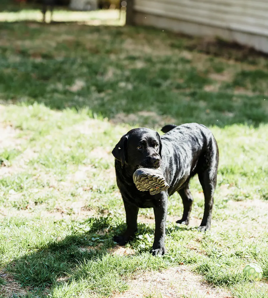 Labrador Retriever Dog Breed Information And Characteristics