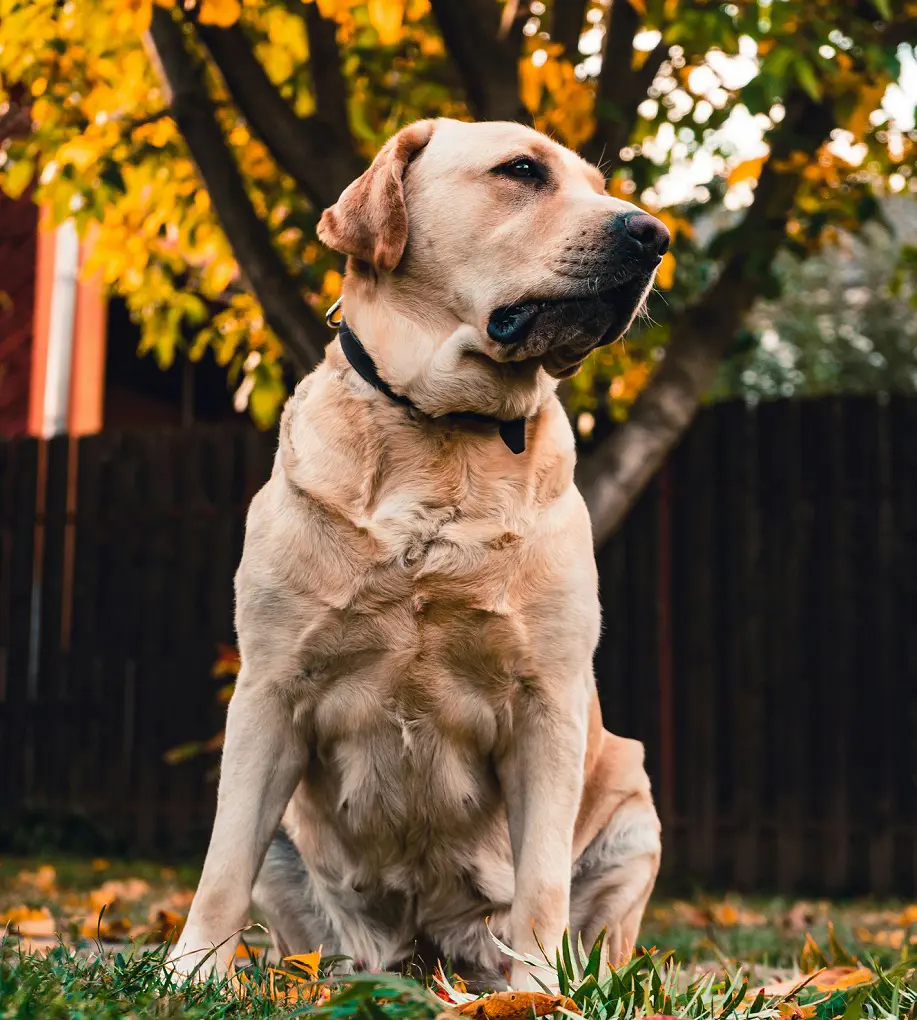 Labrador Retriever Dog Breed Information And Characteristics