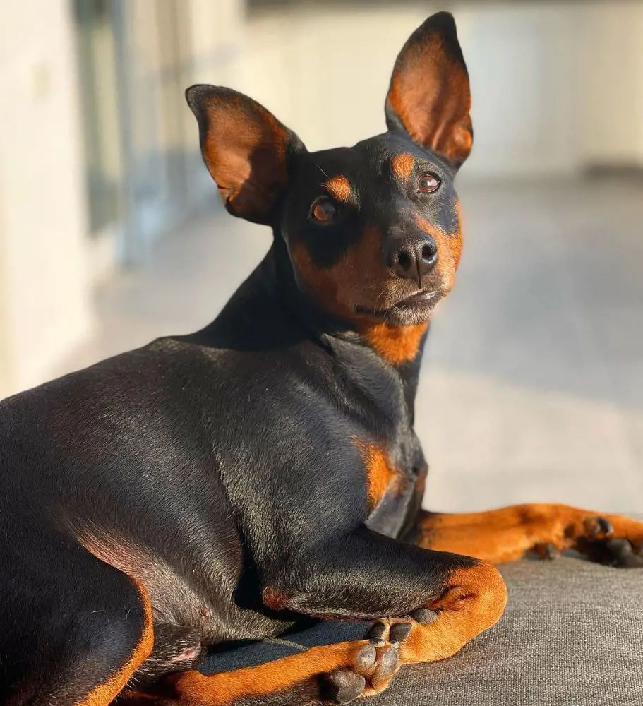 20 Best Black And Tan Dogs