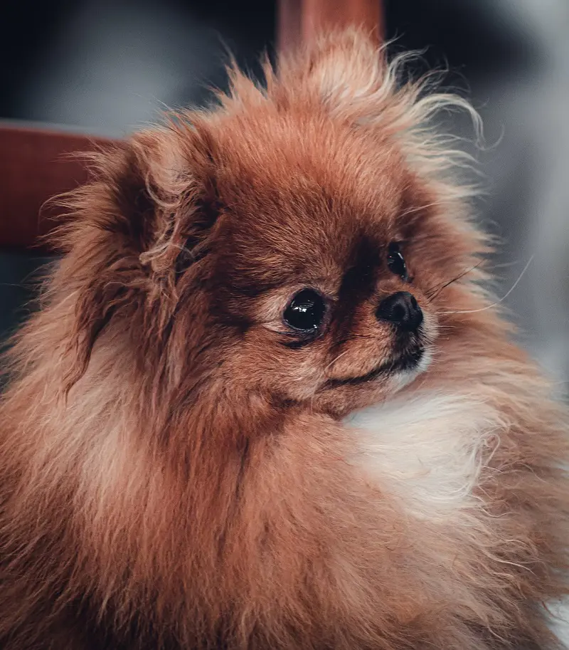 Pekingese Dog Profile Information And Characteristics