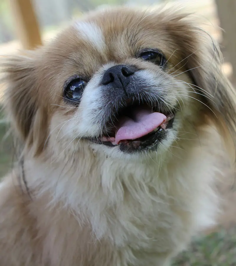 Pekingese Dog Profile Information And Characteristics