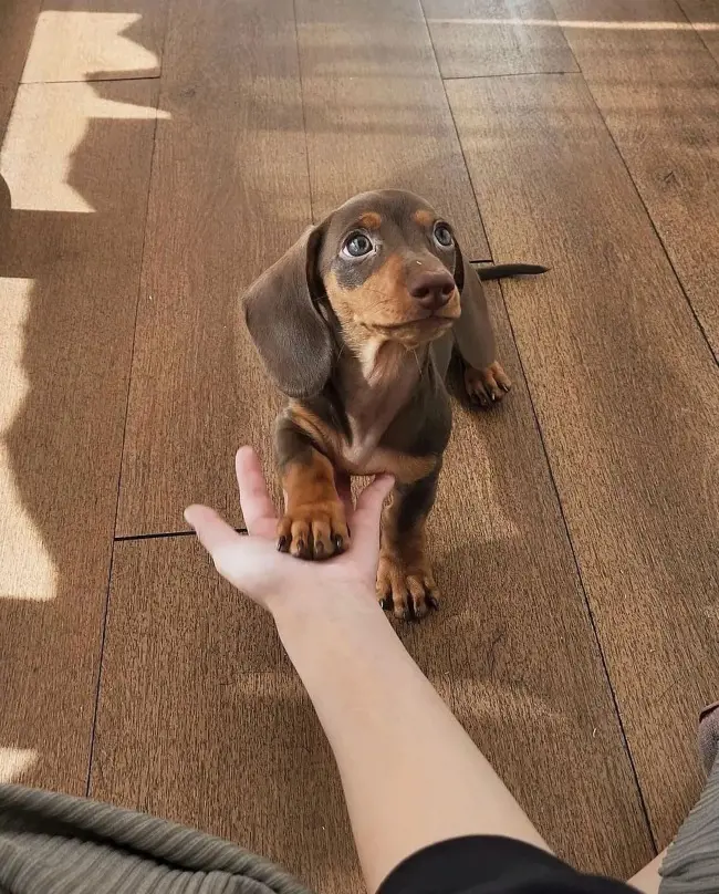 110 Brown Dog Names For Your Chocolate Colored Pups