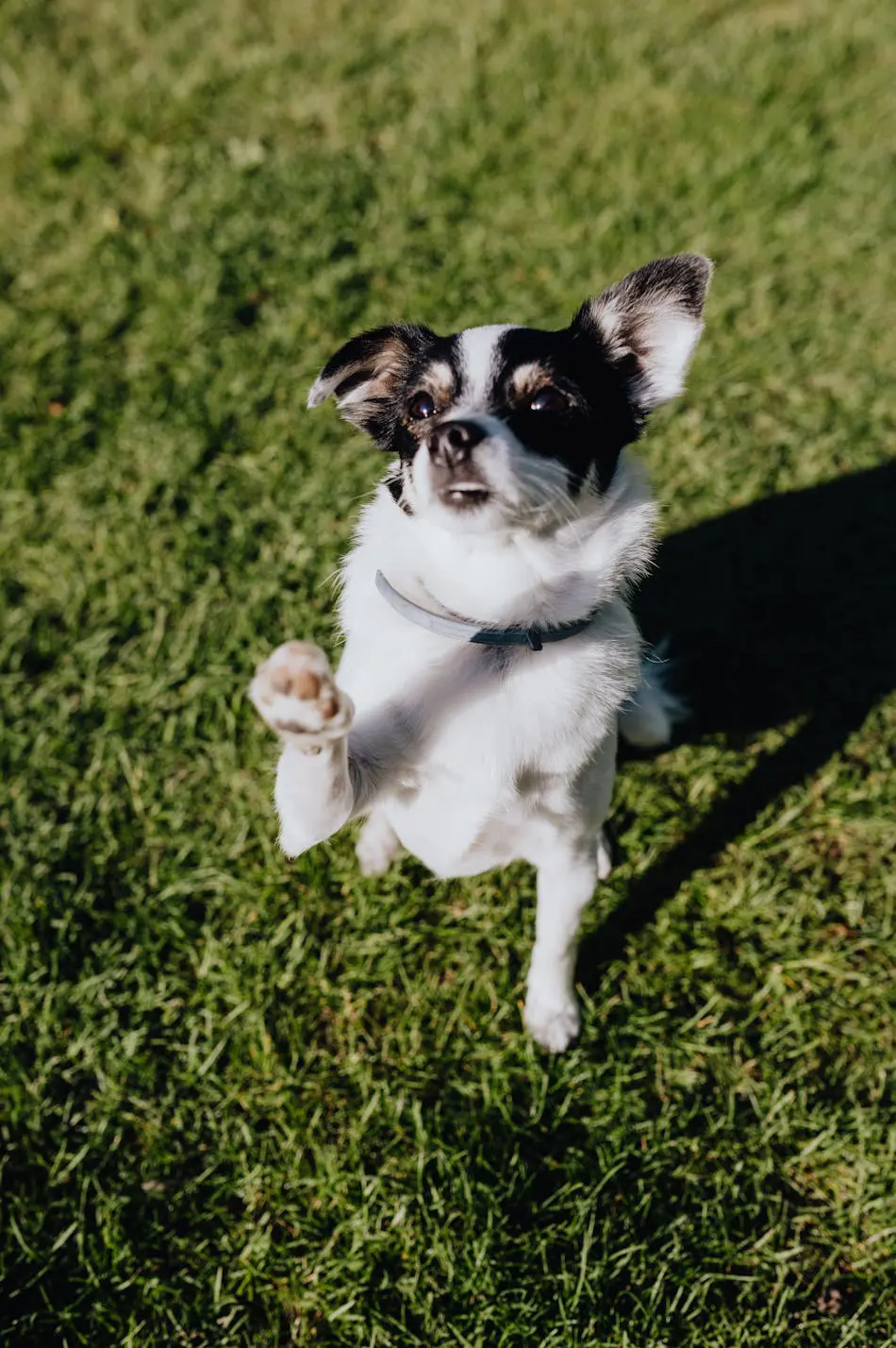 Why Does My Dog Paw Me?