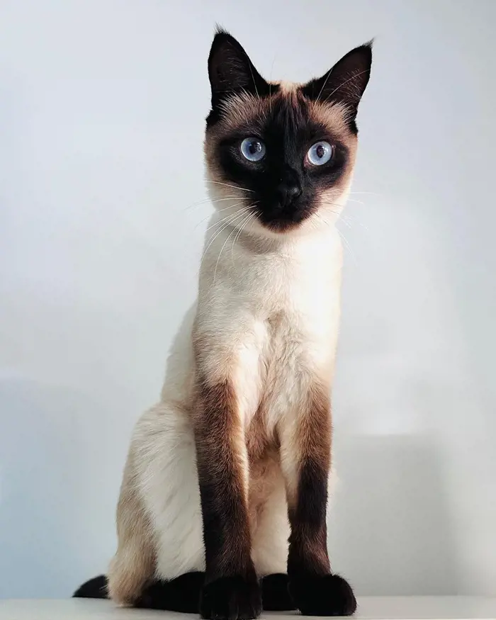 100+ Siamese Cat Names: Unique Inspiration For Your Feline