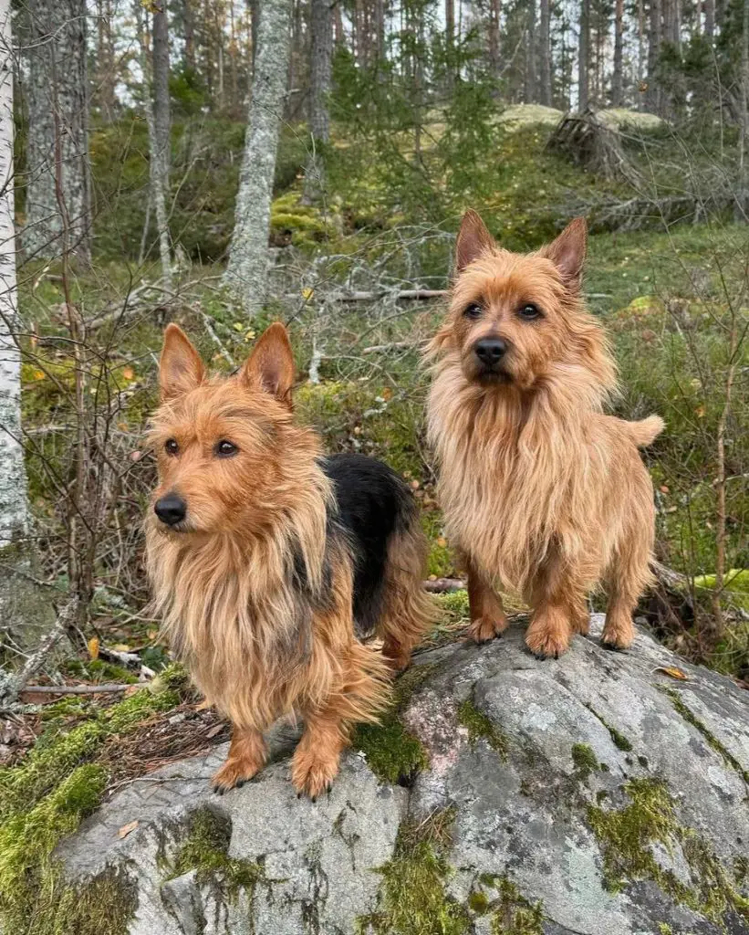 Australian Dog Breeds: 10 Beautiful Dogs From Australia