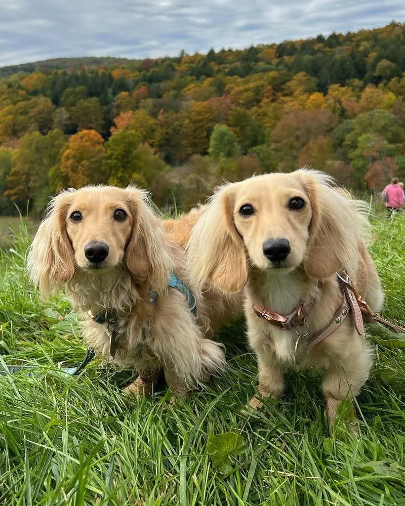 Cute 20 Dachshund Mix Dog Breeds