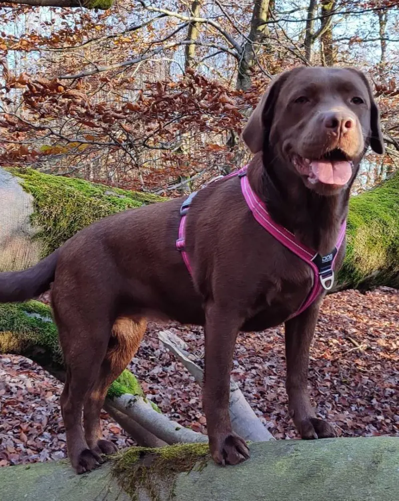 15 Best Search And Rescue Dog Breeds