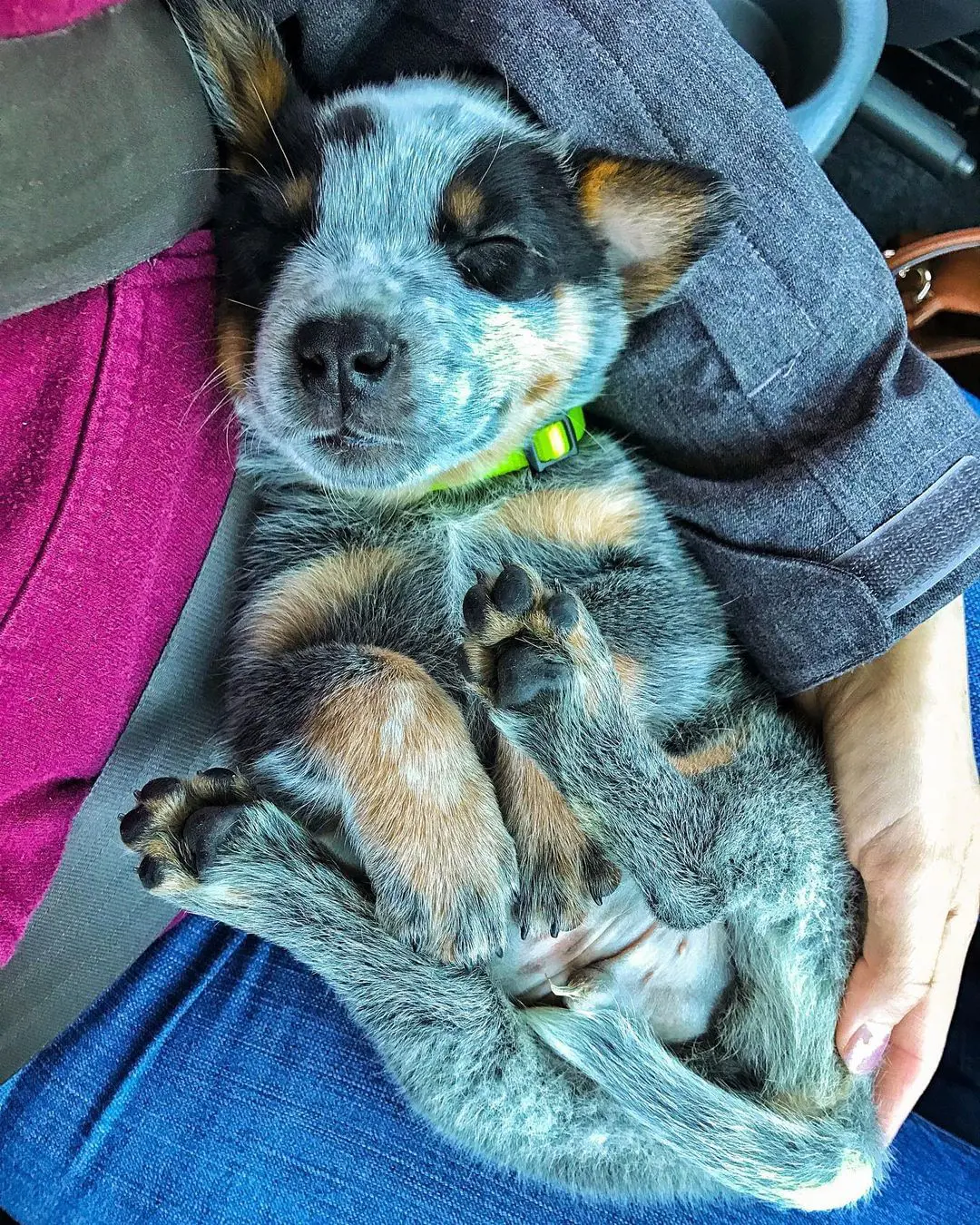 Blue Australian Heeler Dog Breed Profile and Characteristics
