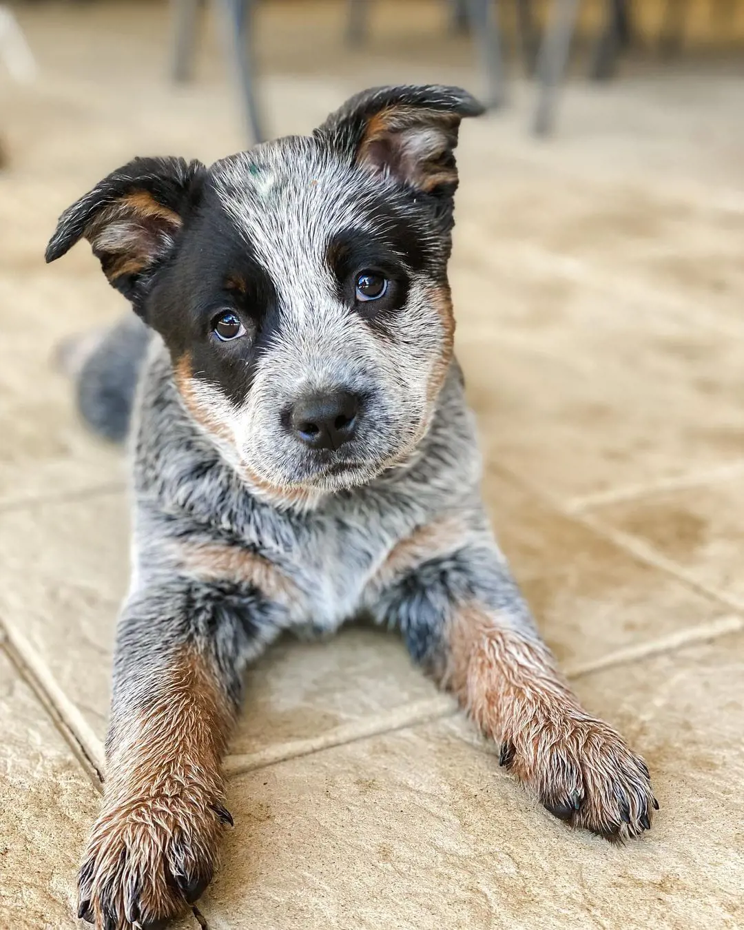 Blue Australian Heeler Dog Breed Profile and Characteristics