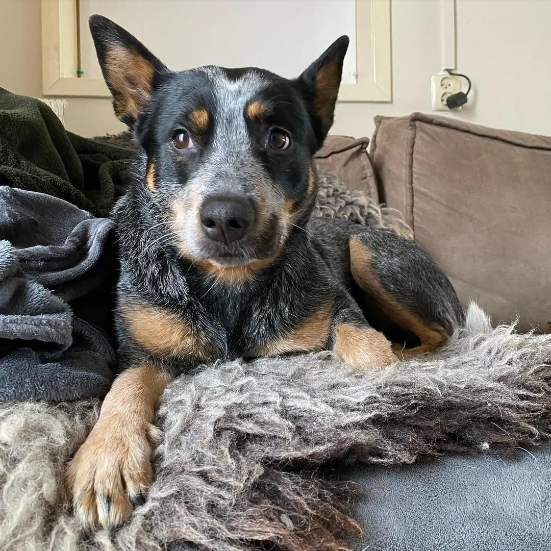 Blue Australian Heeler Dog Breed Profile and Characteristics