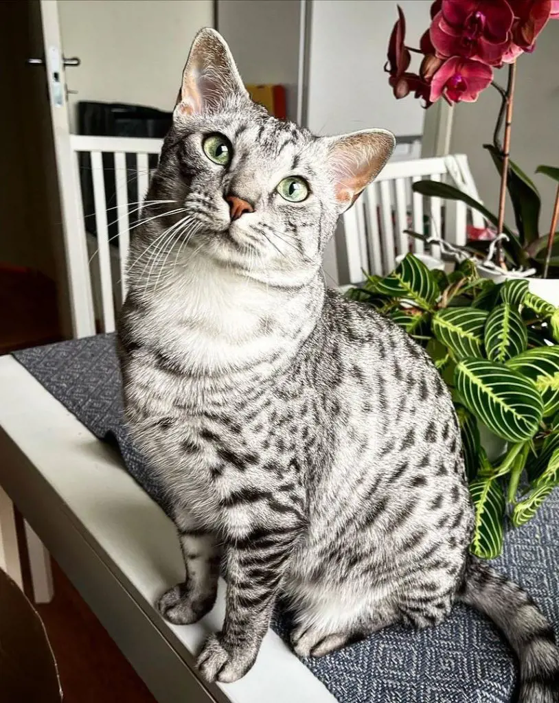 Egyptian Mau: Cat Breed Information Personality And Care