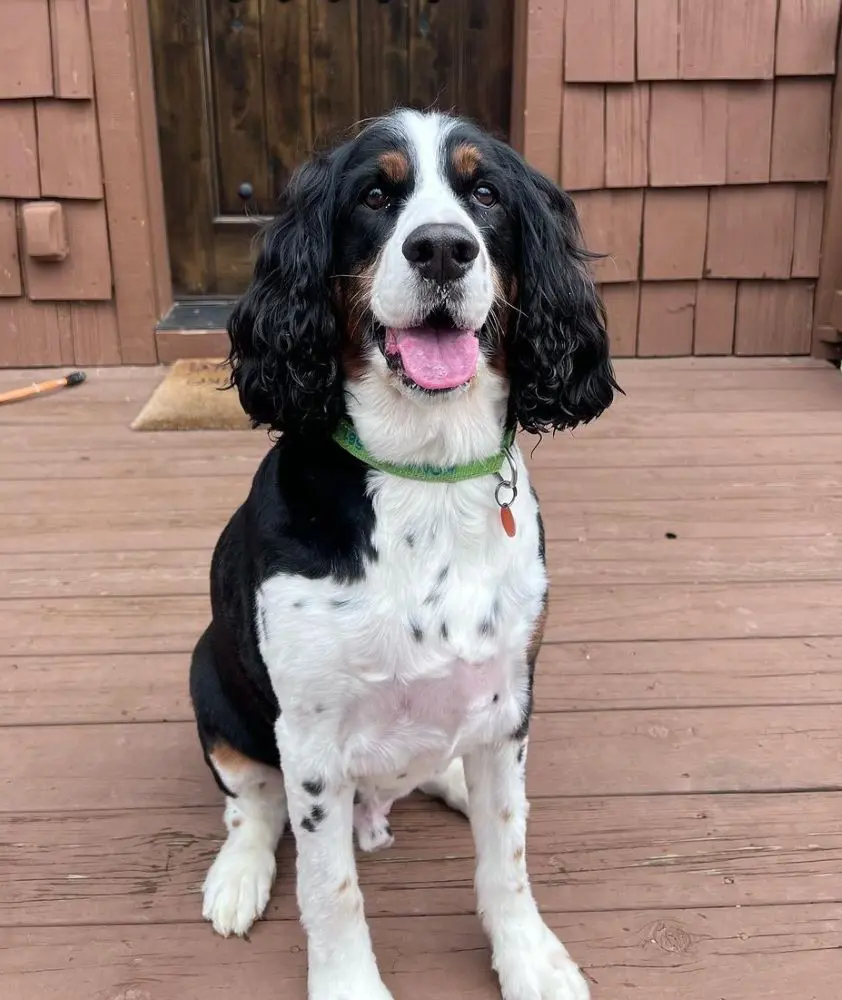 English Springer Spaniel Dog Breed Profile Information