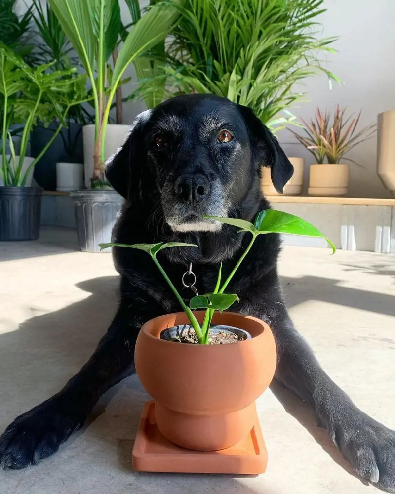 20 Common Toxic Plants For Dogs