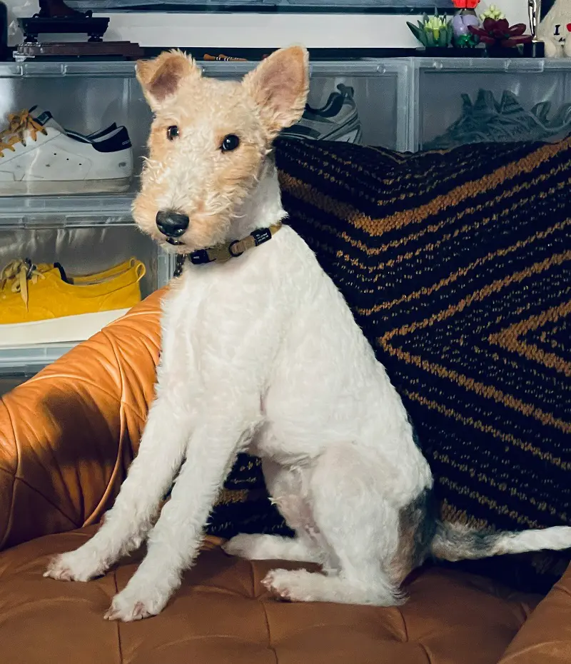 Wire Fox Terrier Breed Characteristics