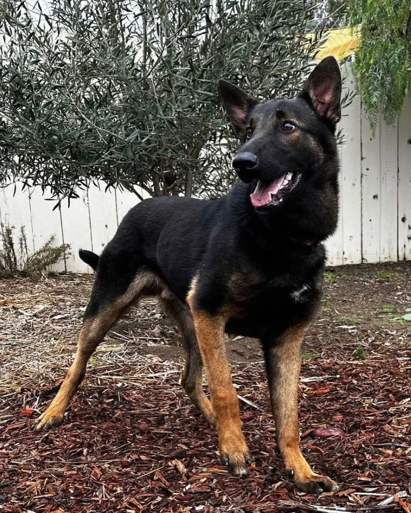 20 Black Dog Breeds That Will Steal Your Heart
