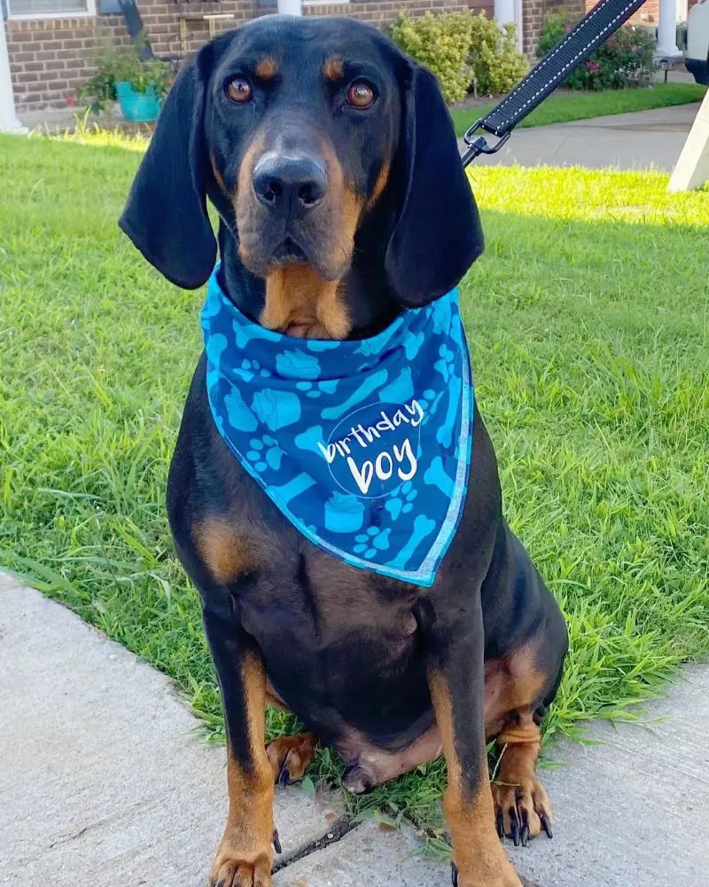20 Black Dog Breeds That Will Steal Your Heart