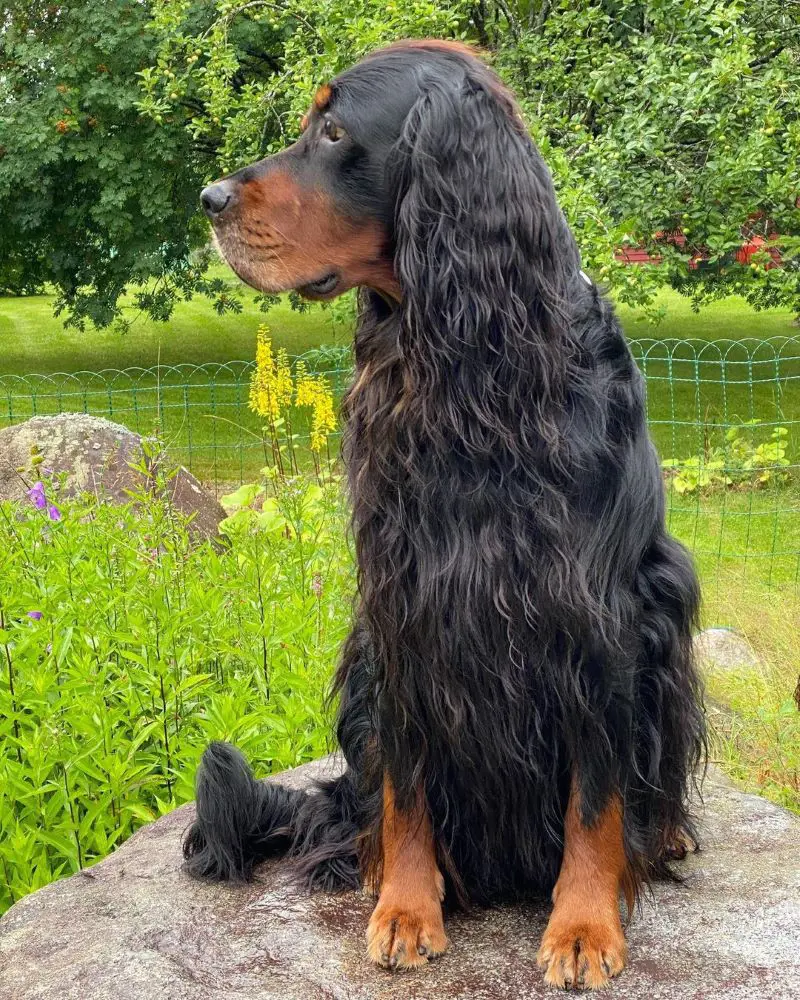20 Black Dog Breeds That Will Steal Your Heart