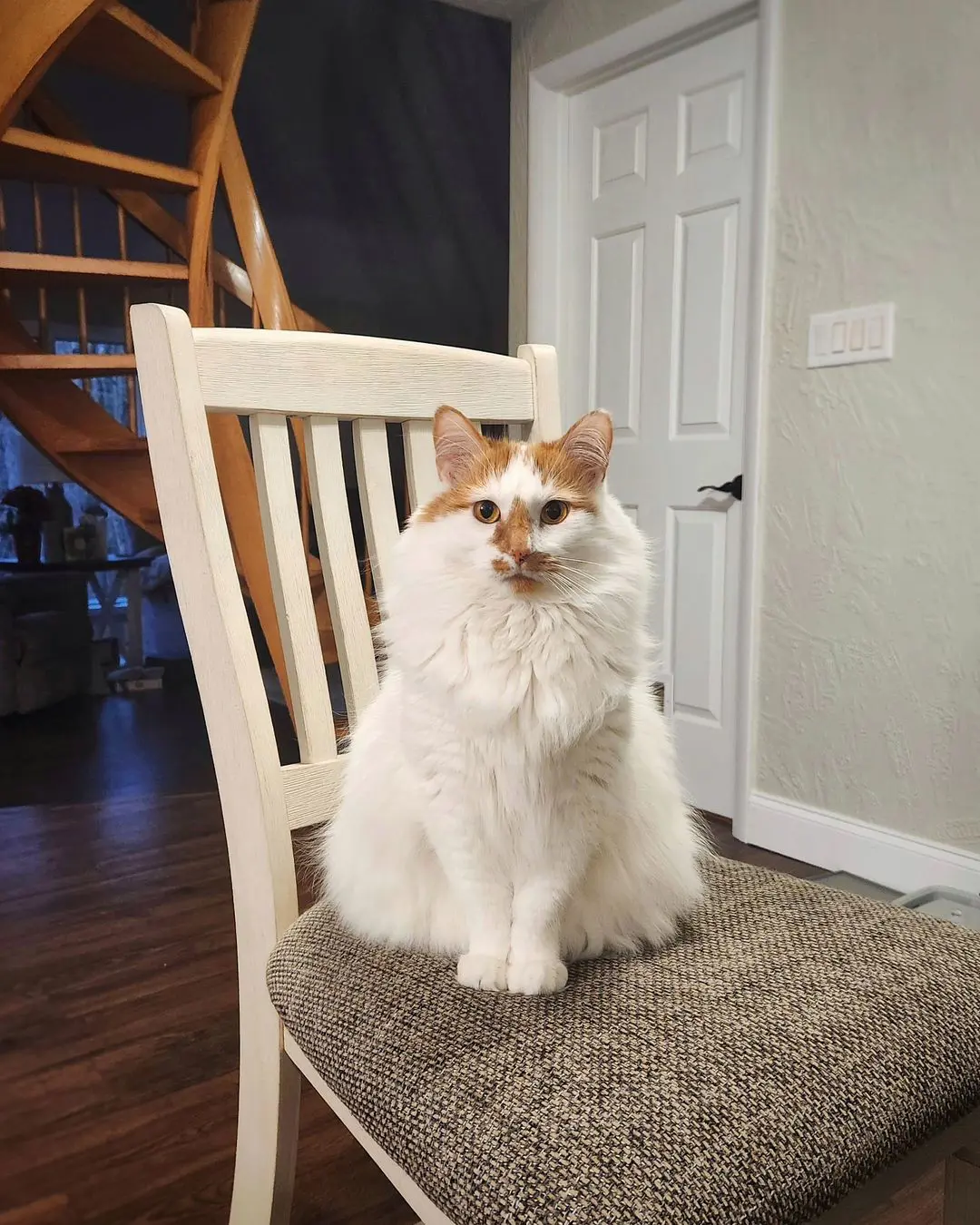 Turkish Van Cat Breeds Overview