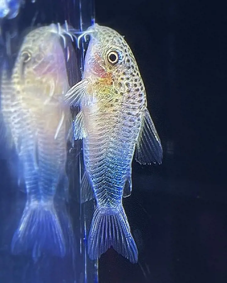 10 Cory Catfish Breeds That Add Personality To Your Aquarium