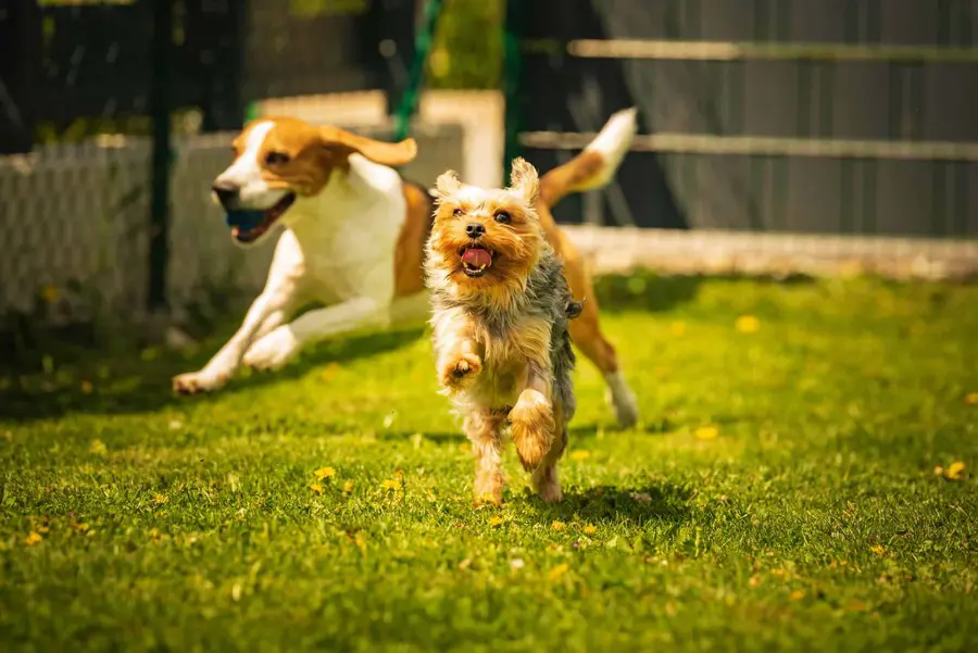 Should You Take Your Dog to the Dog Park? A Comprehensive Gu