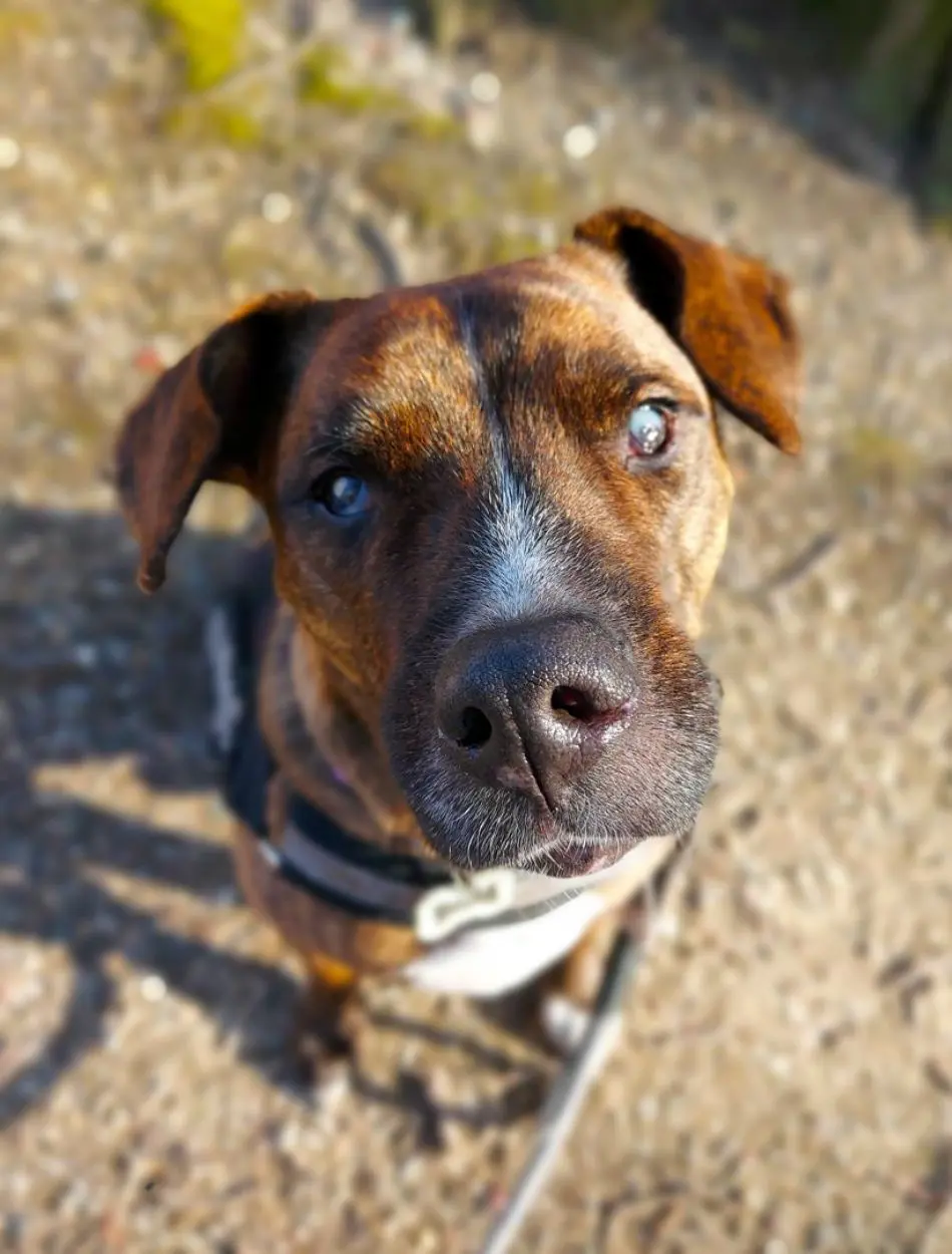 18 Signs Of Blindness In Dogs