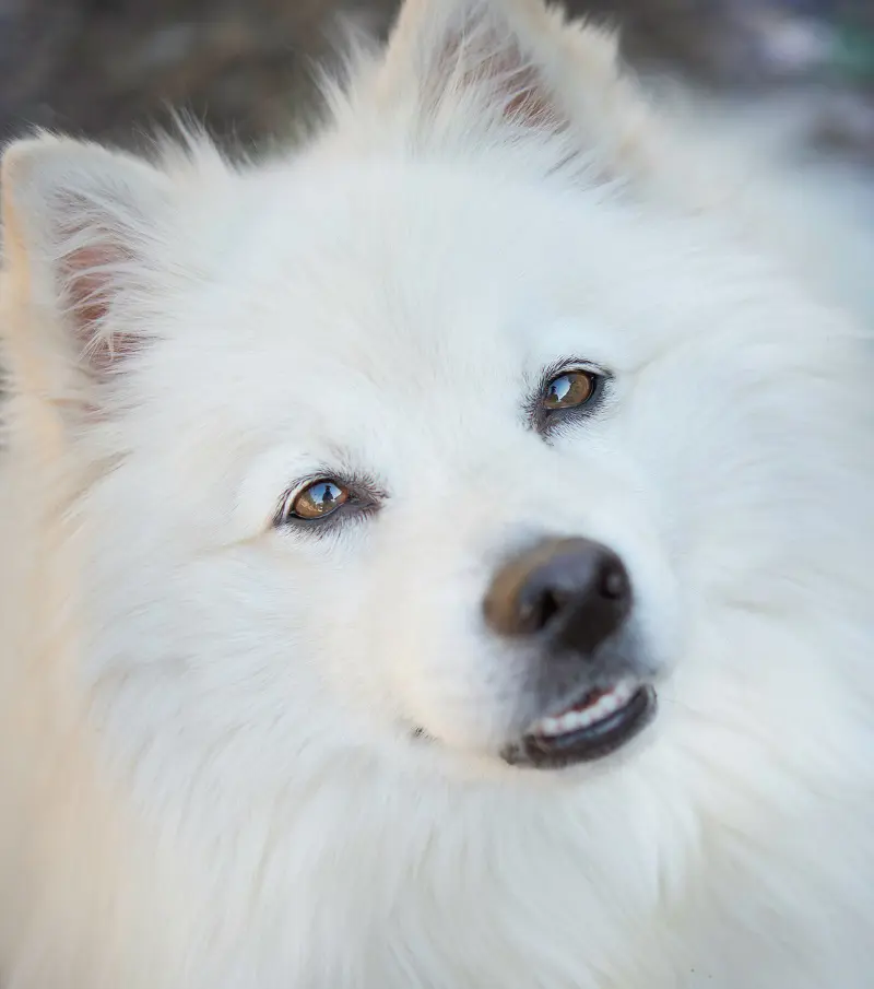 18 Reasons For Dog Teeth Chattering