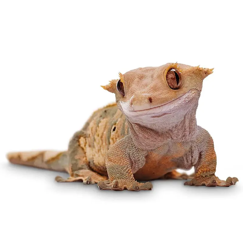 Crested Gecko Species Profile And Caring Guide