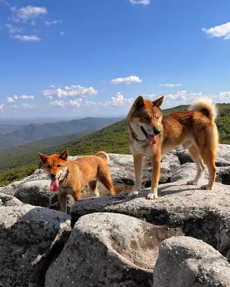10 Amazing Japanese Dog Breeds We All Love