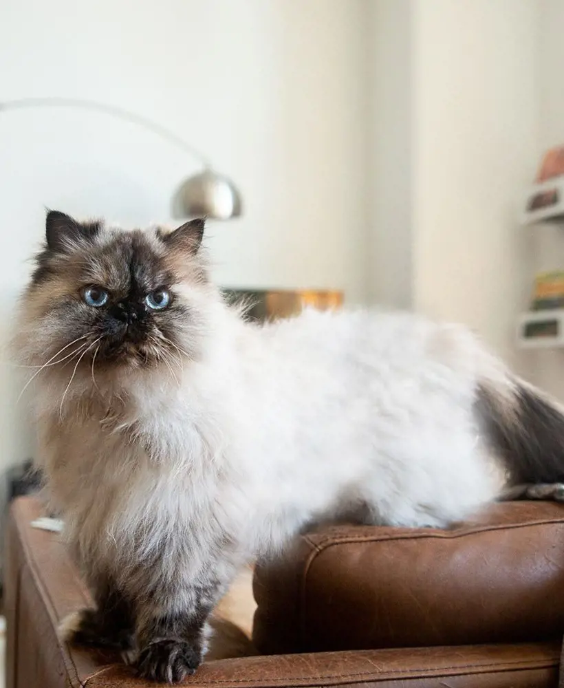 Himalayan Cat Breed Information And Characteristics