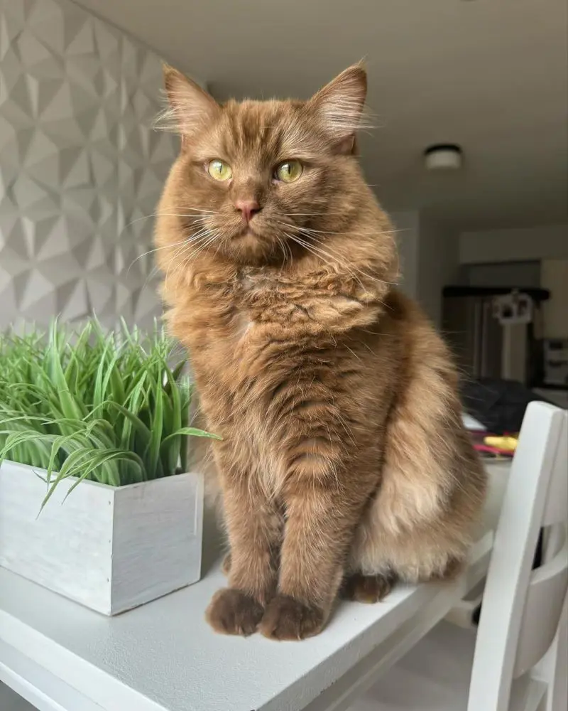 20 Most Affectionate Cat Breeds