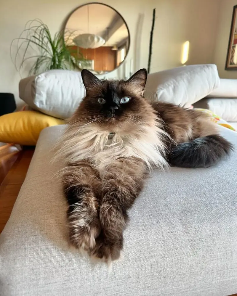 20 Most Affectionate Cat Breeds