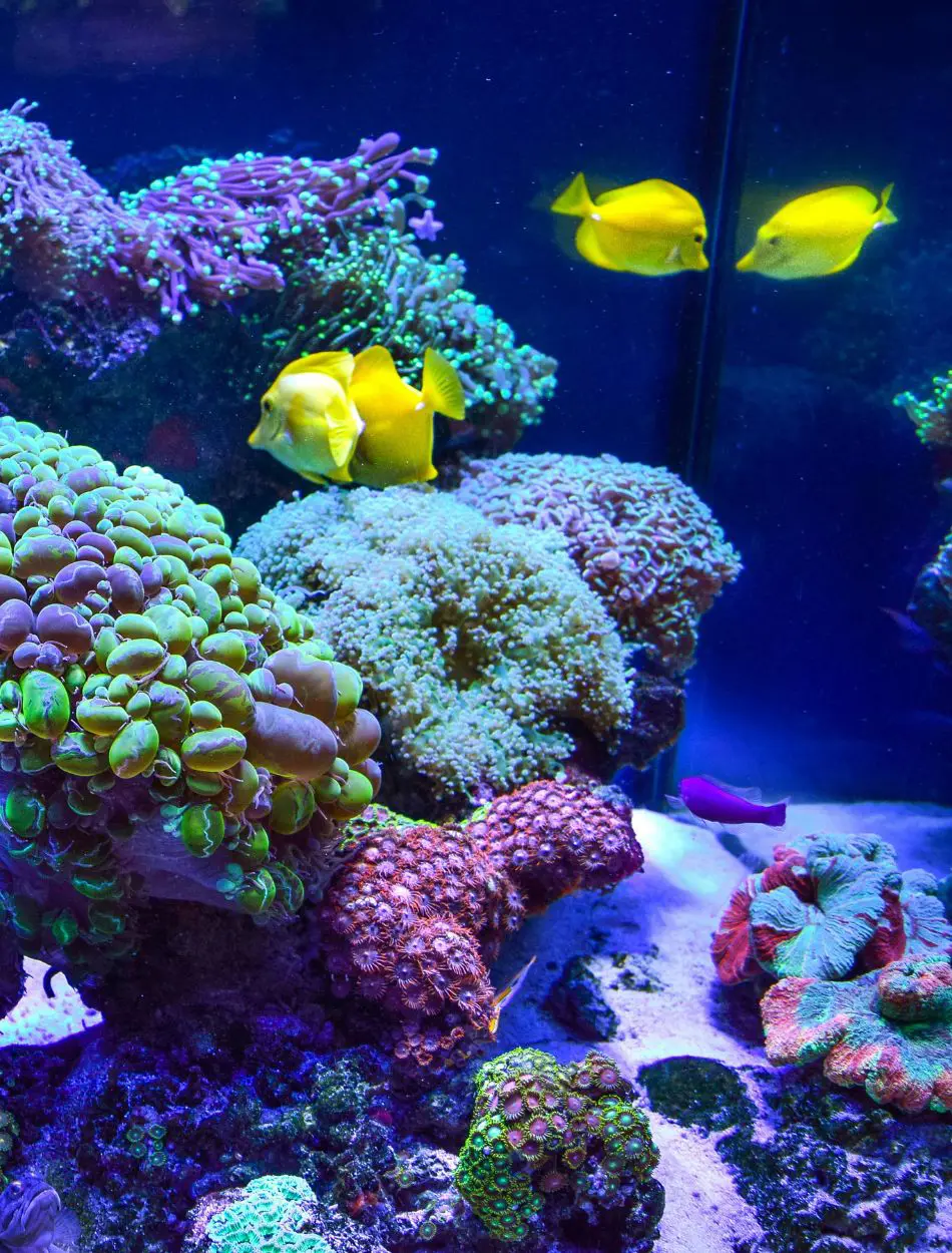 How To Take Care Of Fish In Your Home Aquarium