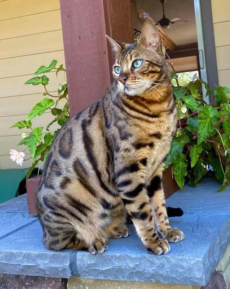 Bengal Cats: Information, Facts And History About The Breed