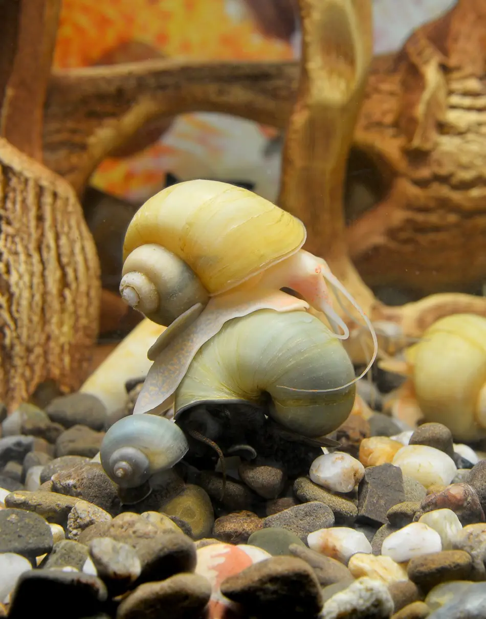 Rabbit Snail Care Guide And Tank Mates