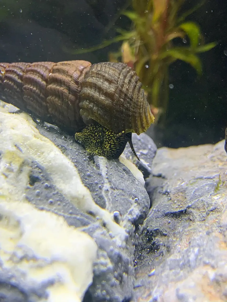 Rabbit Snail Care Guide And Tank Mates
