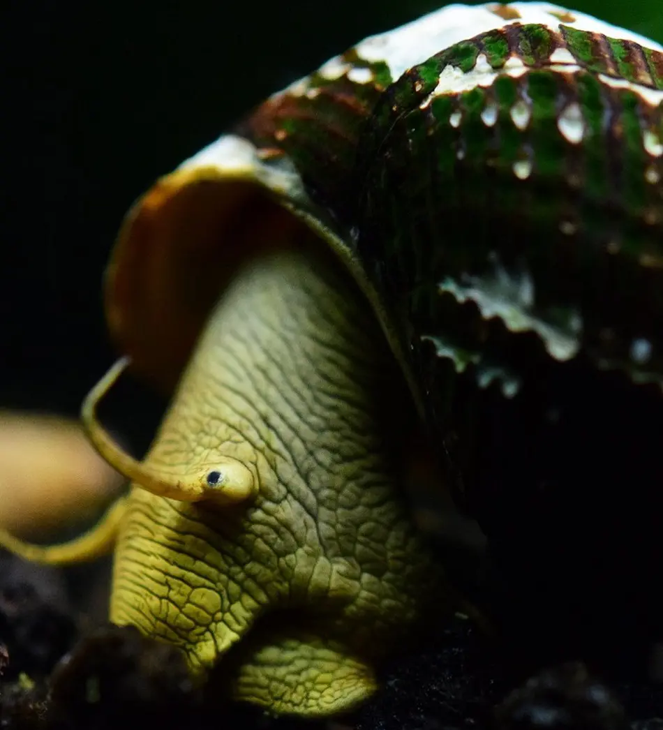 Rabbit Snail Care Guide And Tank Mates