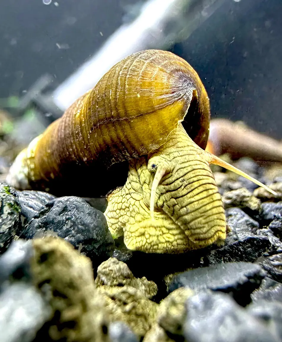 Rabbit Snail Care Guide And Tank Mates